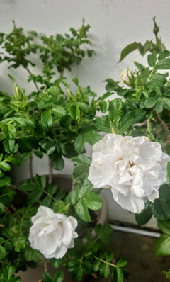 Blanc Double De Coubert in a pot . . . for a while | Houzz Forum