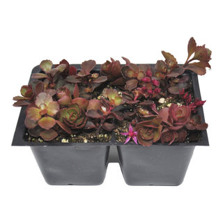 Sedum Spurium, Voodoo Stonecrop, 4x 2.63x1.72x2.75" - Plants - by ...