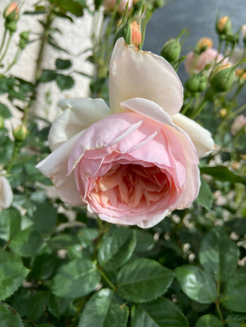 In Praise of Blessed Child Rose