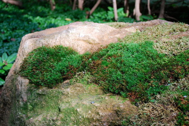World of Design: The Joy of Moss and Its Modern Uses