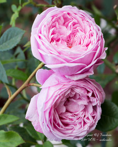 Sprit of Freedom rose