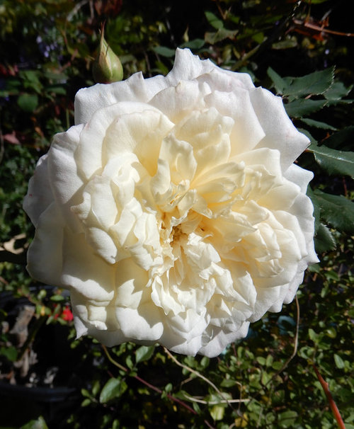 'Snowbird' | Houzz Forum