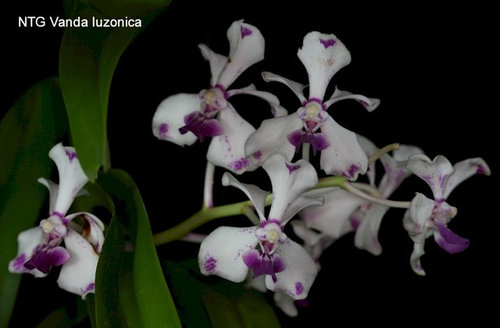 The other white vanda, Vanda luzonica