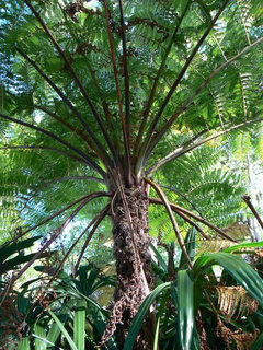 Best Tree Fern for Orlando Area?