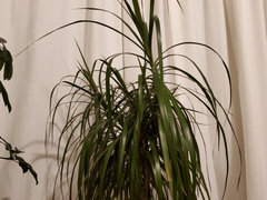 Help! Droopy Dracaena Marginata