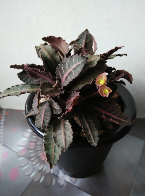 Fat plants, Caudiciform or Caudex Collectors