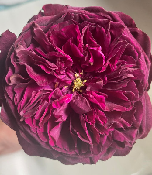My Japanese & Florist Rose Garden | Houzz Forum