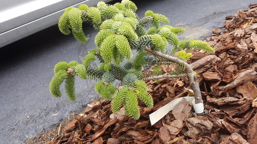 How and when to stake a young conifer graft?