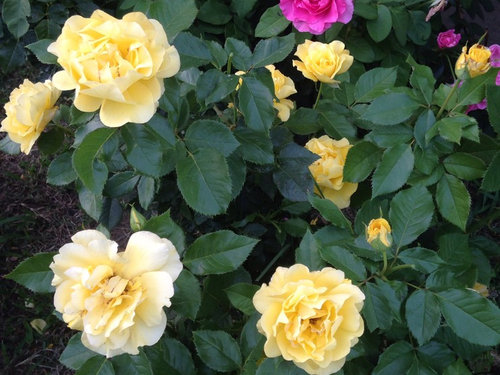 Pictures of rose bush progression