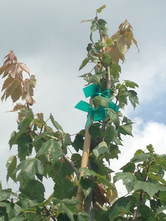 Maple tree training new leader