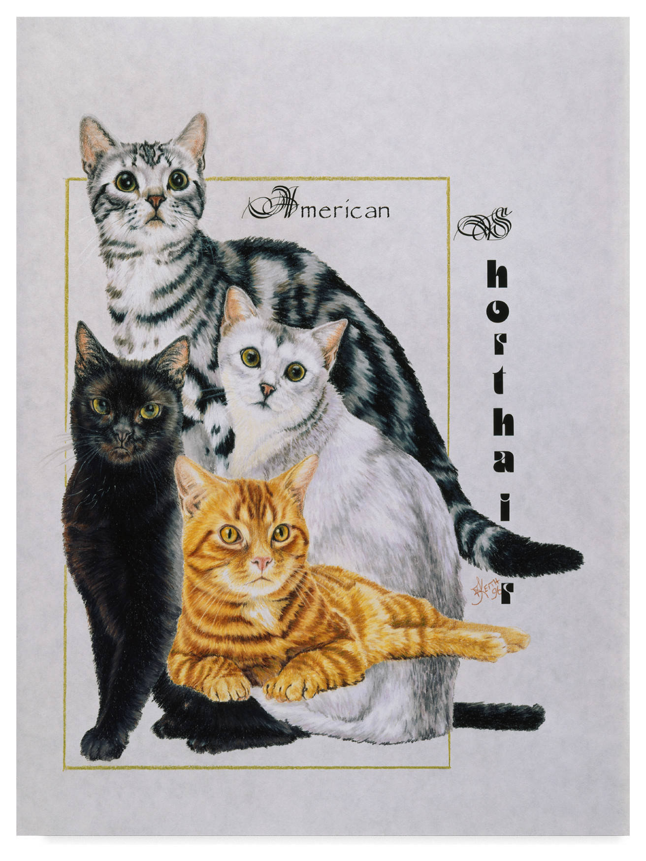 "American Shorthair Illustration" by Barbara Keith, Canvas Art, 47"x35 ...