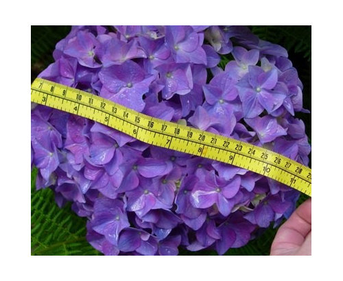 My biggest hydrangea