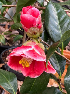 March 2021 in my hosta garden