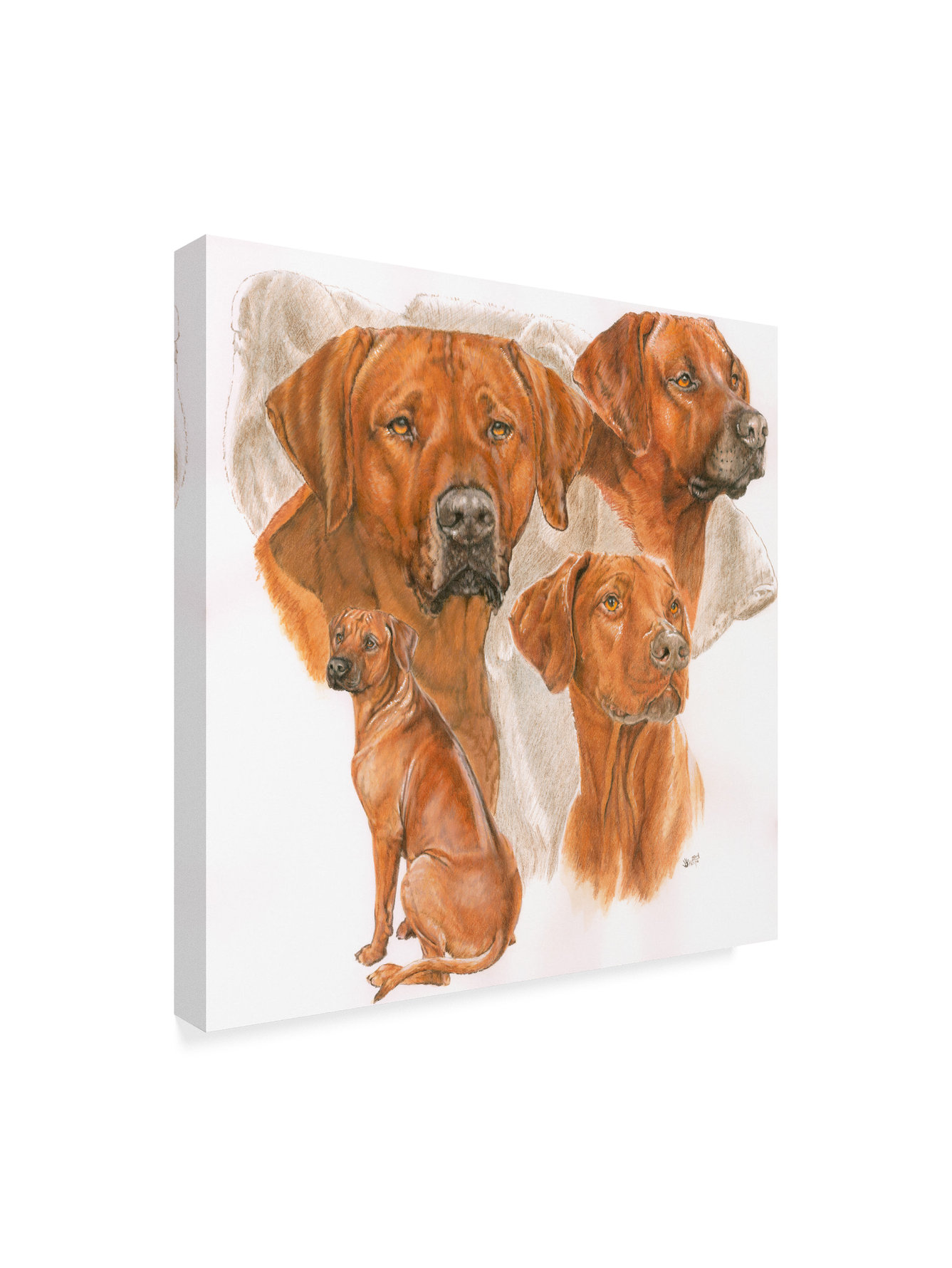 "Rhodesian Ridgeback" by Barbara Keith, Canvas Art, 35"x35 ...