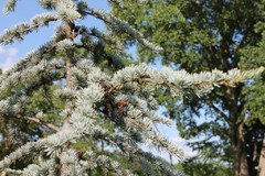 Conifers with the best blue or silver color
