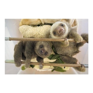 "Hoffmann's 2-toed Sloth babies, Aviarios Sloth Sanctuary" Paper Art ...