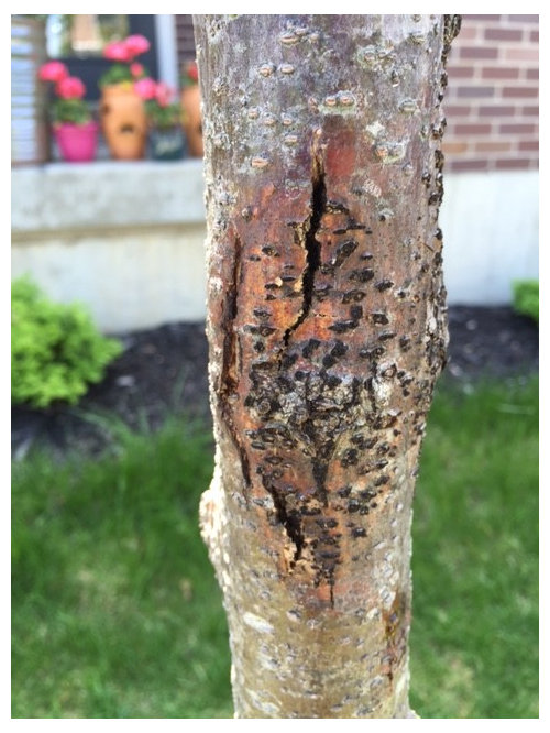 HoneyLocust beyond hope?