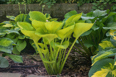Hosta World cup