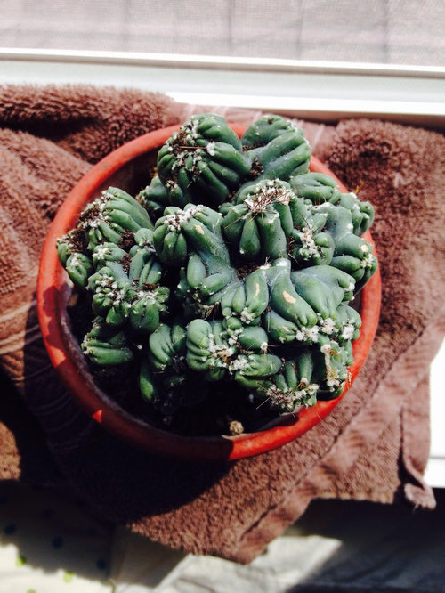 Help with Cacti Identification