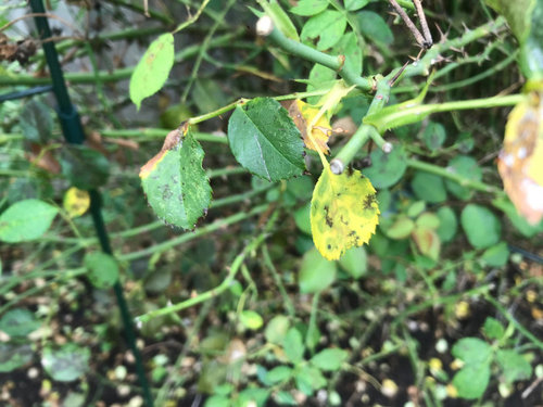 Help identify and treat this disease on rose bushes?