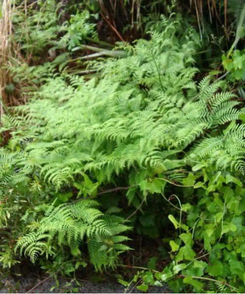 fern/vine IDs