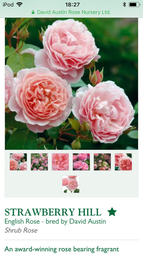Most fragrant David Austin roses