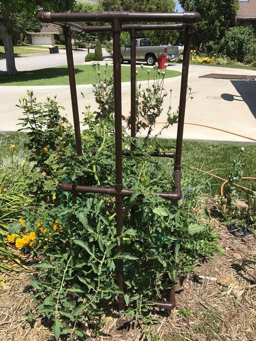 Tomato Cage