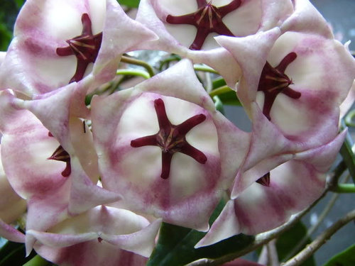 Hoya archboldiana 'YM excellent'