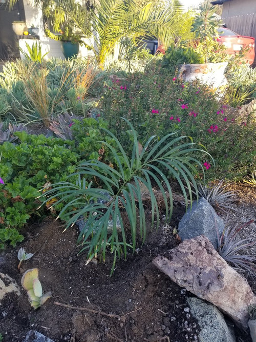 Cycas revoluta x debaoensis