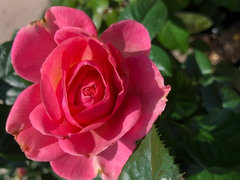 2019 USA New Rose Introductions | Houzz Forum