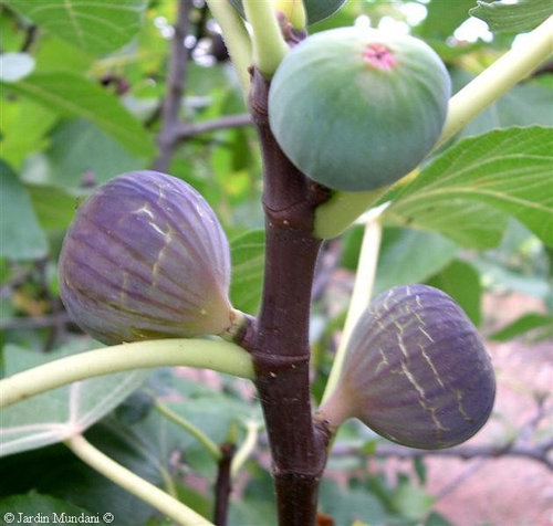 Mundani Botanical Garden