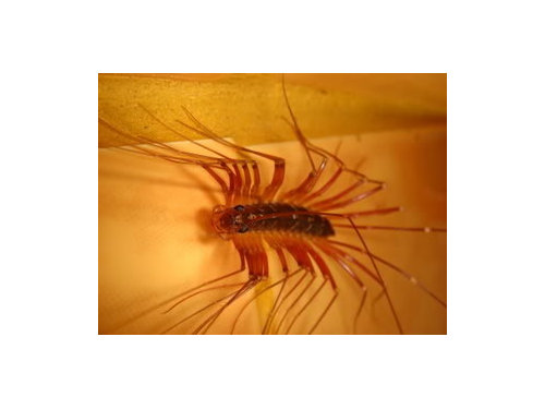 24 legged creature, what is this?