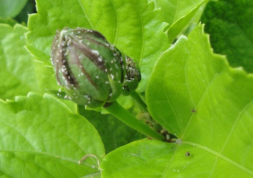HIbiscus Pests