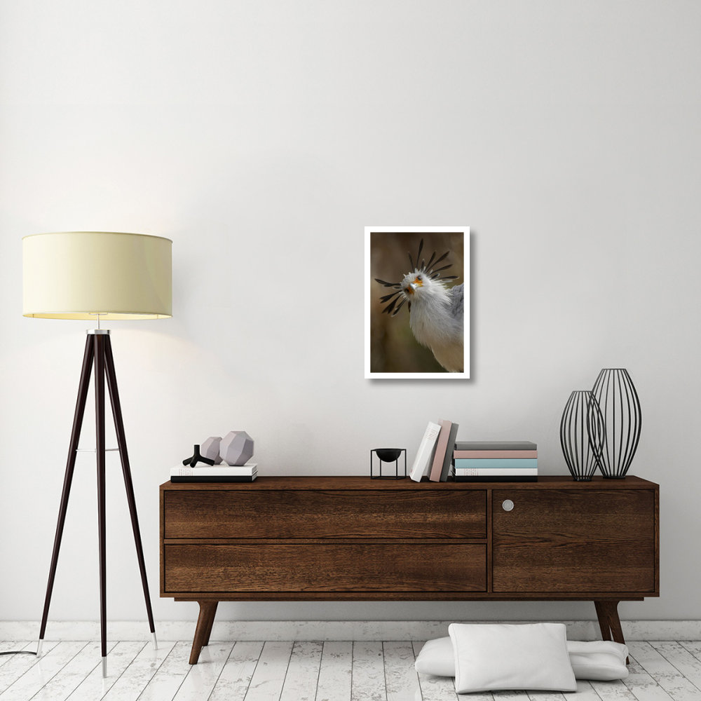 "Secretary Bird portrait, native to Africa" Print by San Diego Zoo, 14 ...