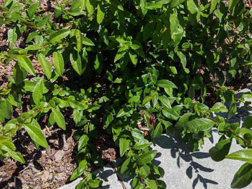 shrubby plant--zone 10ish