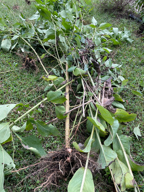 Tithonia rotundifolia Mexican Sunflower mutated; Will it be invasive?