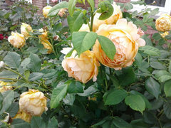 Most fragrant David Austin roses