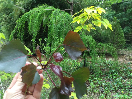 Populus deltoides 'Purple Tower'