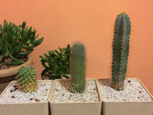 Cactus deflating after planting in 100% Pumice