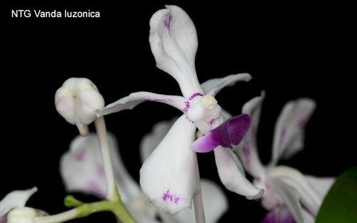 The other white vanda, Vanda luzonica