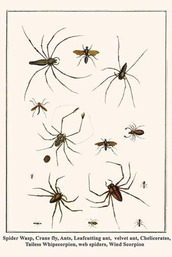 Spider Wasp, Crane Fly, Ants, Leafcutting Ant, Velvet Ant, Chelicerates ...