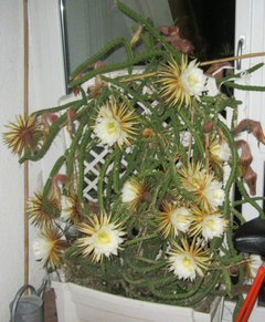 Which species of Selenicereus?