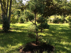 Home Depot Scots/Scotch Pom Pom Pines