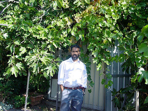Pictures of Fig Trees of Palestine | Houzz Forum