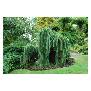 Pendulous larch at Innisfree. - Eclectic - Landscape - Charlotte - by ...