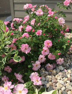 Neighbours pink rose bush | Houzz Forum