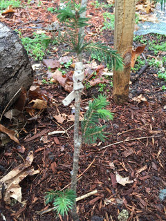 Season 2 - Grafting Conifer Results | Houzz Forum