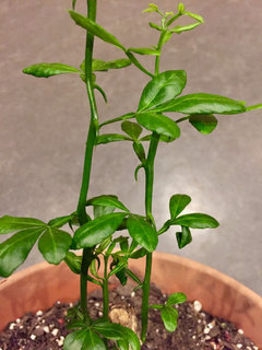 Generating trifoliate rootstock