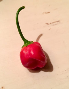 Peppadew peppers - seeds available?