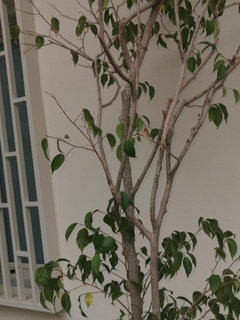 Practical tips for pruning ficus trees | Houzz Forum